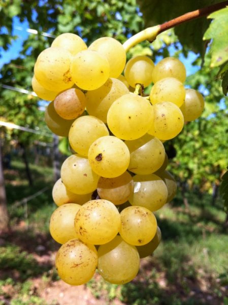 Muscat d'Alsace Vins d'Alsace bio du Domaine PAUL HUMBRECHT